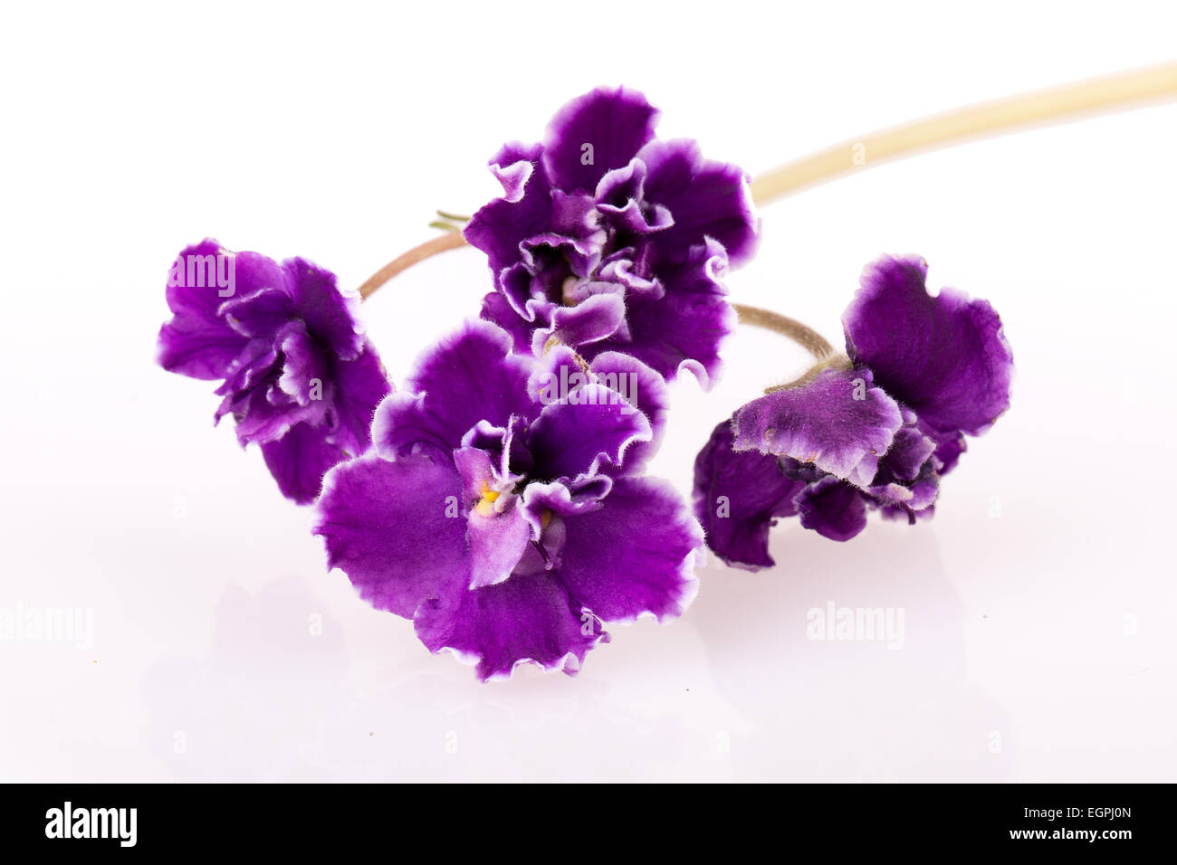violet flower isolated on white background Stock Photo - Alamy