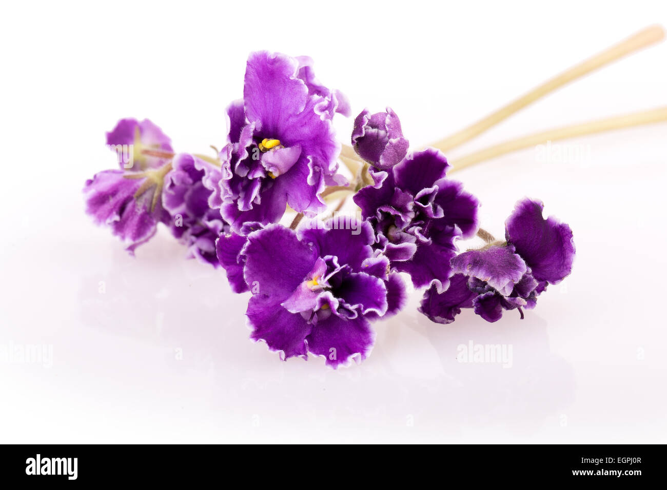 violet flower isolated on white background Stock Photo - Alamy