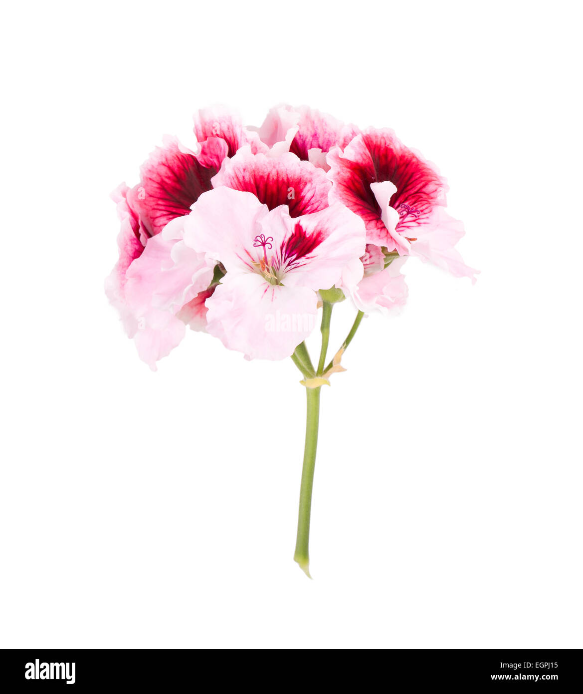 geranium flower isolated on white background Stock Photo - Alamy