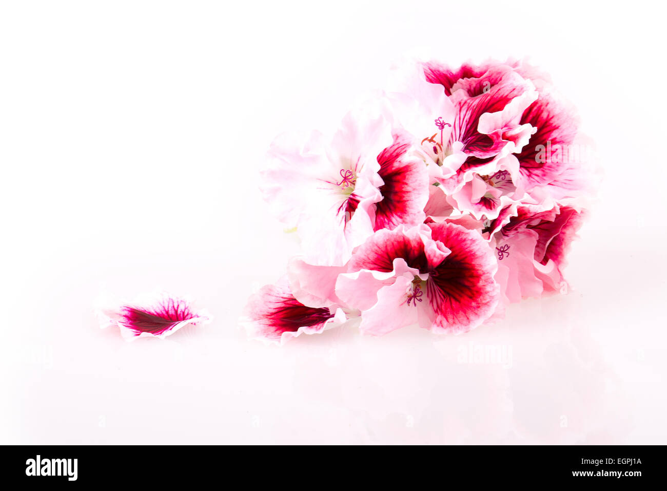geranium flower isolated on white background Stock Photo - Alamy