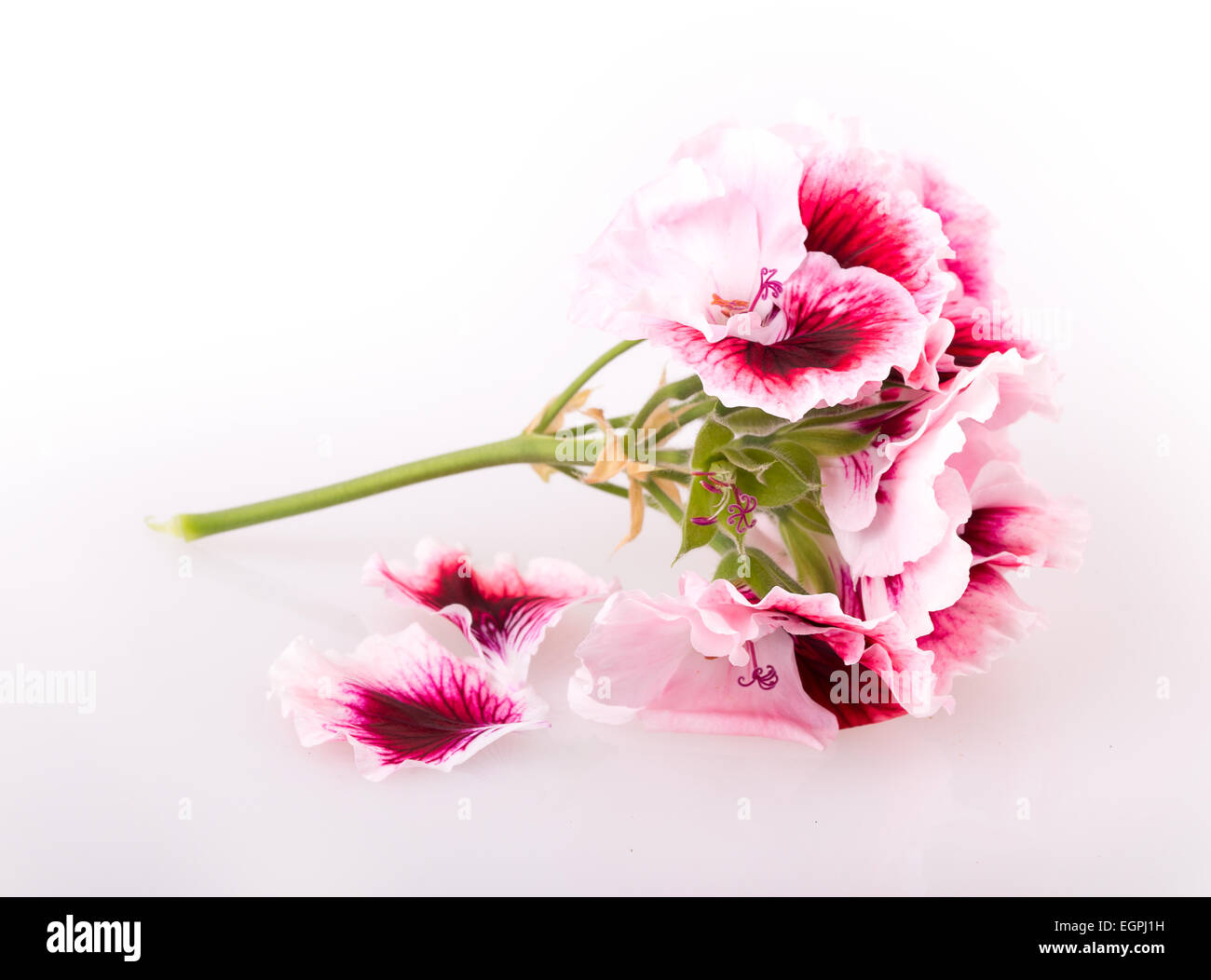 geranium flower isolated on white background Stock Photo - Alamy
