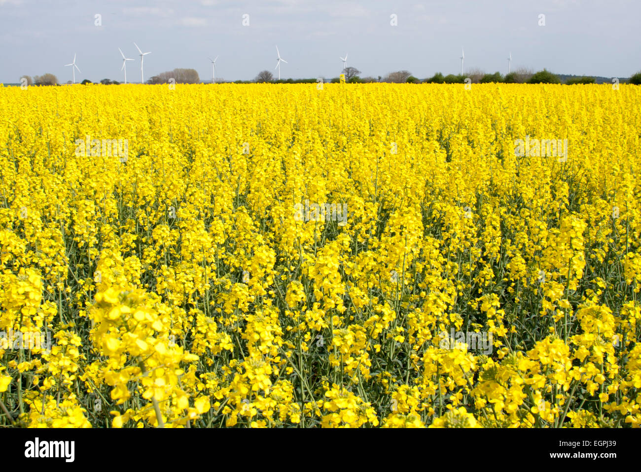 Rape Field with wind turbines Norfolk UK Stock Photo - Alamy