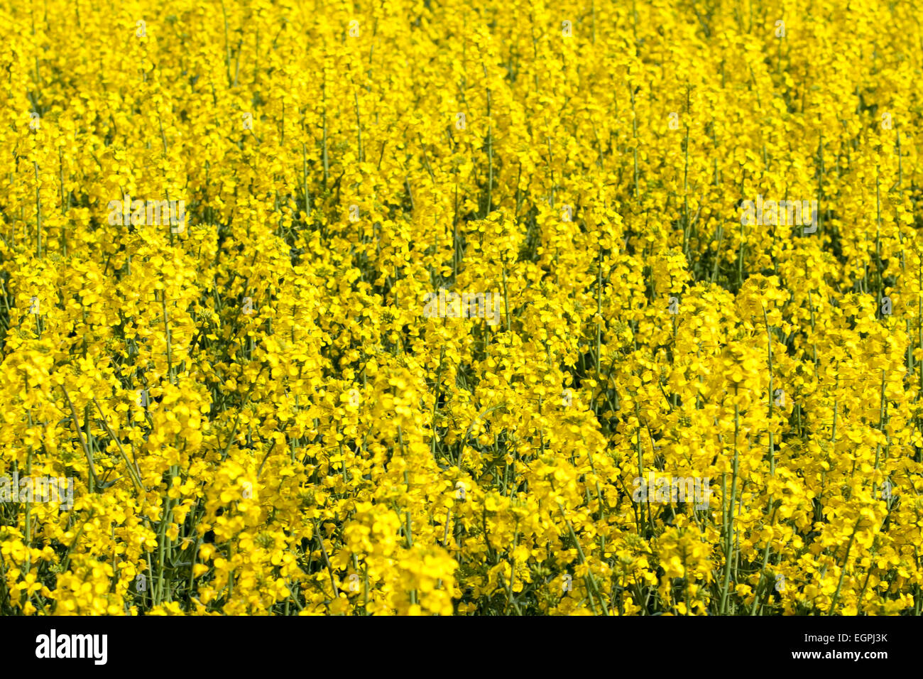 Rape Field Norfolk UK Stock Photo - Alamy