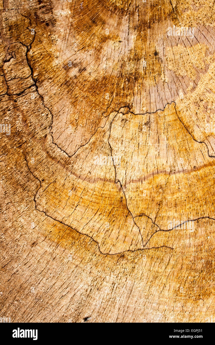 Section of tree showing rings from a tree that had fallen down in the ...