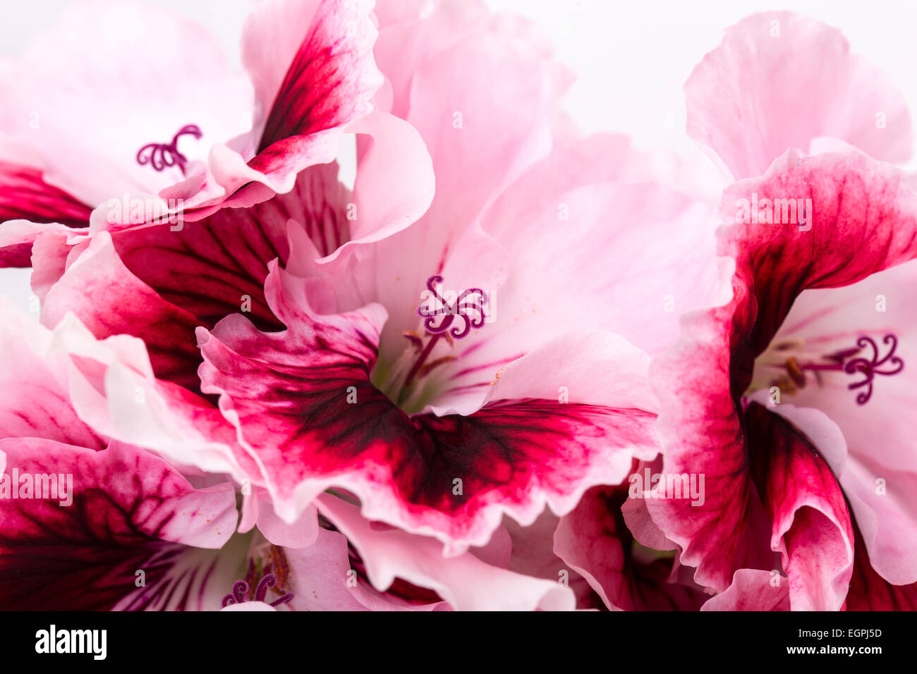 geranium flower isolated on white background Stock Photo - Alamy