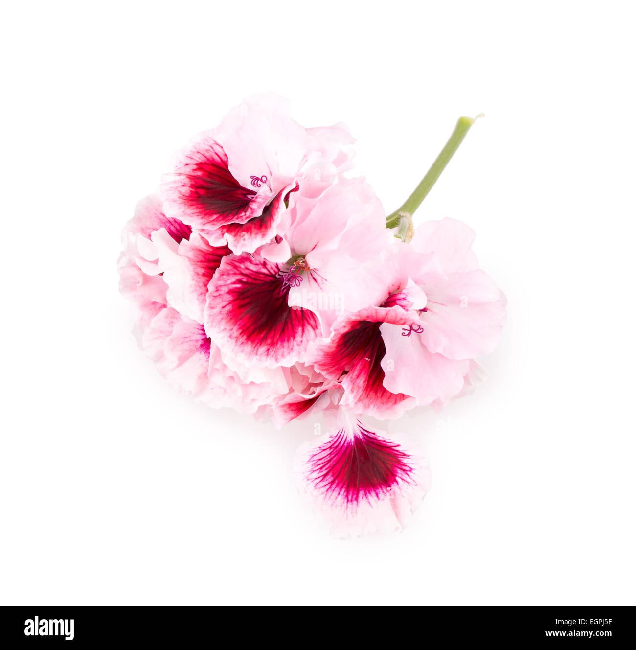 geranium flower isolated on white background Stock Photo - Alamy