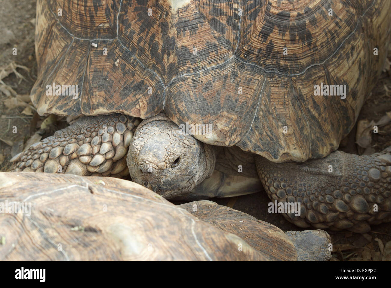 Portrait of a Leopard Tortoise, Ethiopia, Africa Stock Photo - Alamy