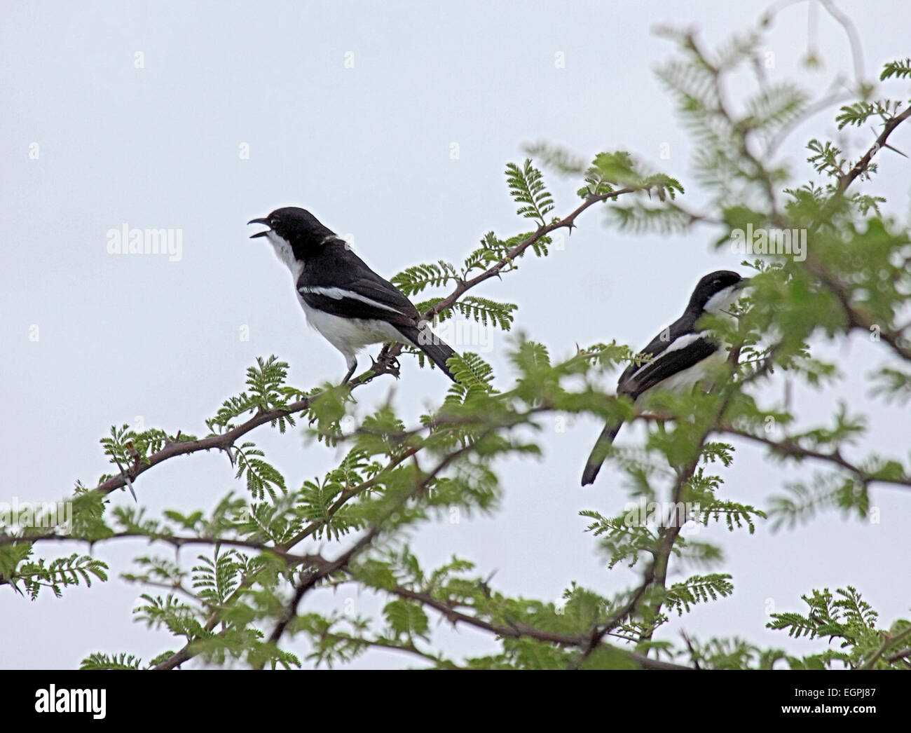 Boubous hi-res stock photography and images - Alamy