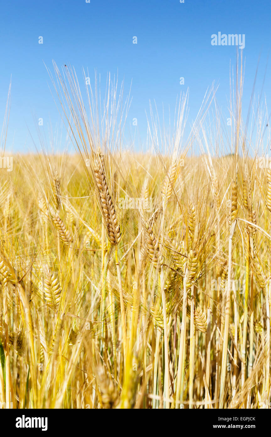 Barley, Grain crop growing in field with bus sky above Stock Photo - Alamy