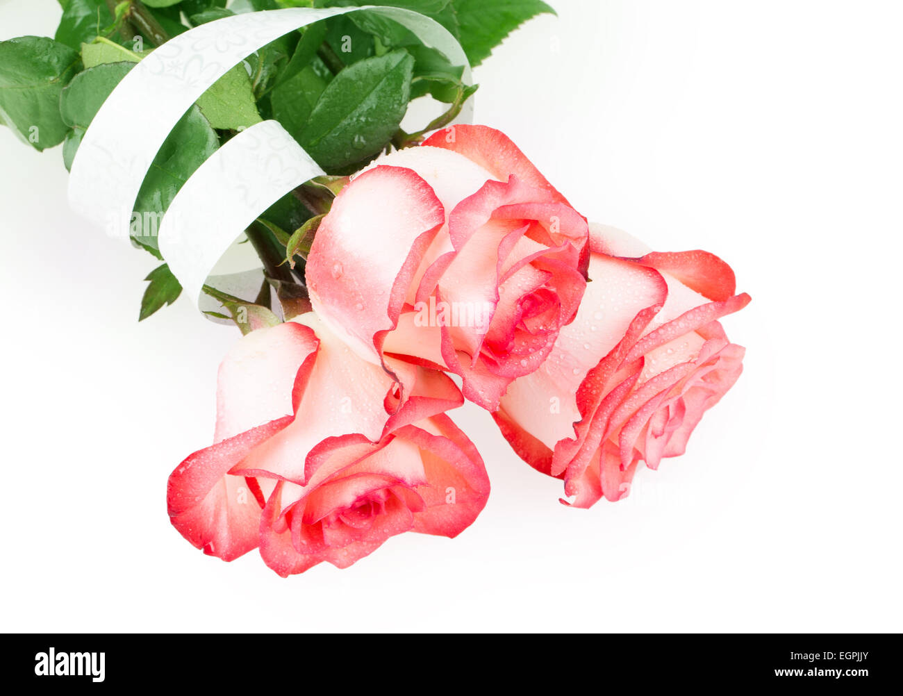 rose flower isolated on white background Stock Photo - Alamy
