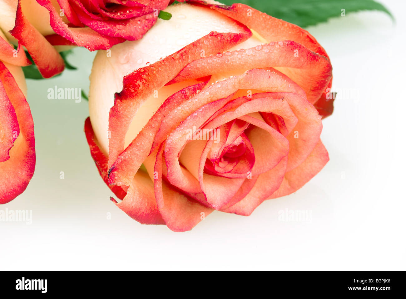 rose flower isolated on white background Stock Photo - Alamy