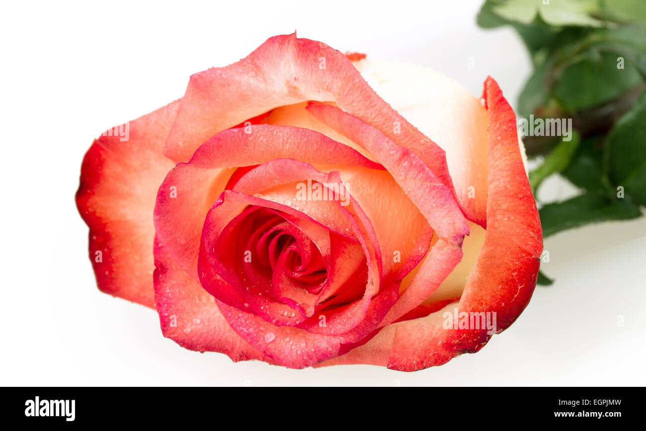 rose flower isolated on white background Stock Photo - Alamy