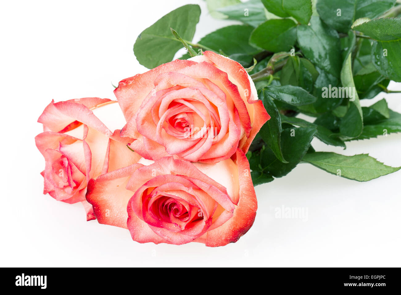 rose flower isolated on white background Stock Photo - Alamy