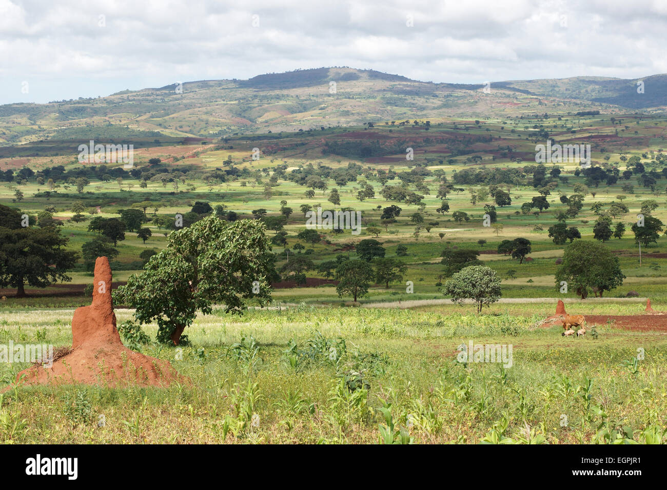 Yabelo hi-res stock photography and images - Alamy