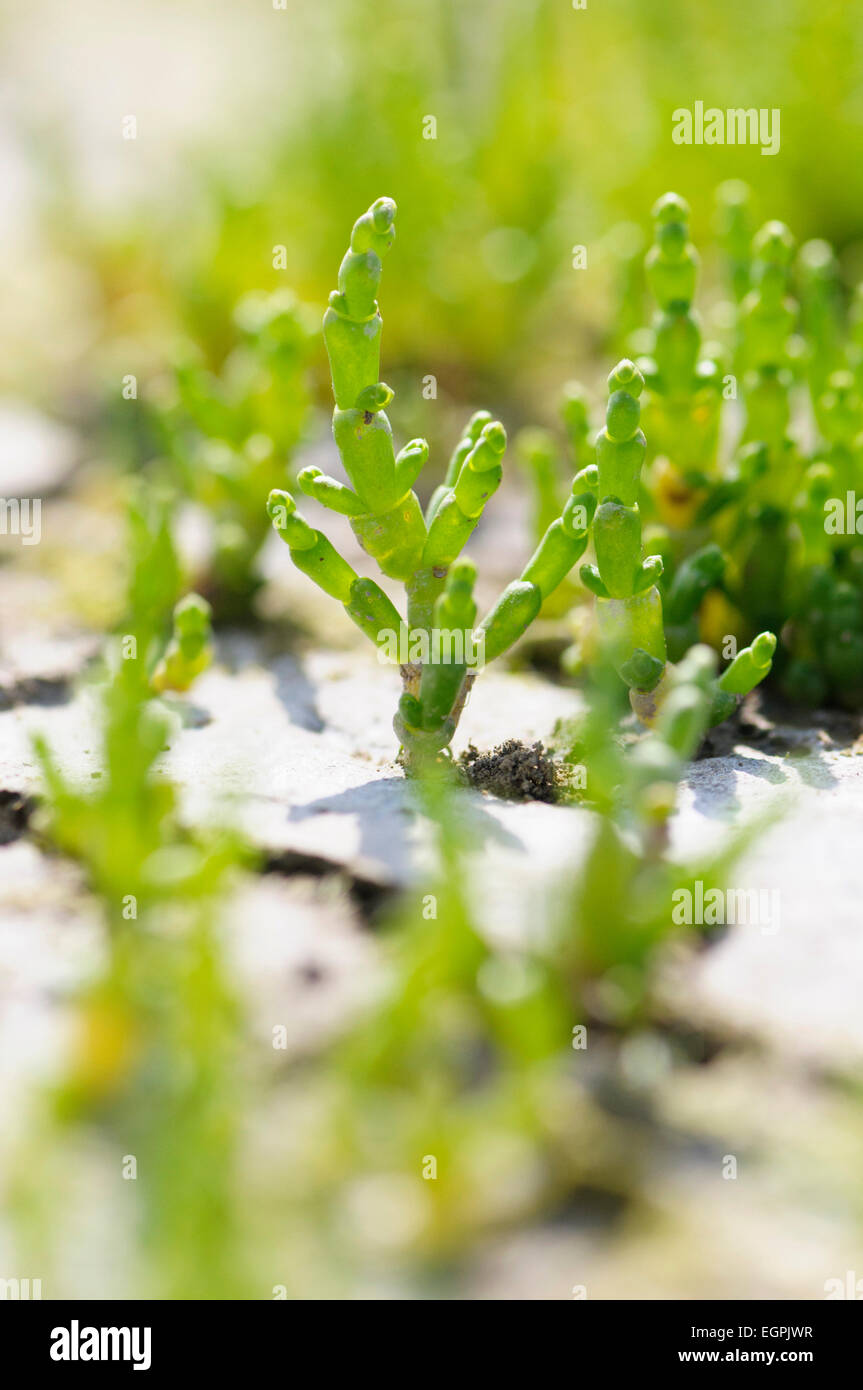 Salicornia hi-res stock photography and images - Alamy