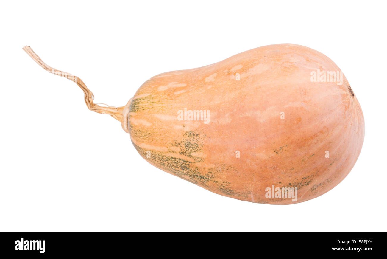 squash isolated on white background Stock Photo - Alamy