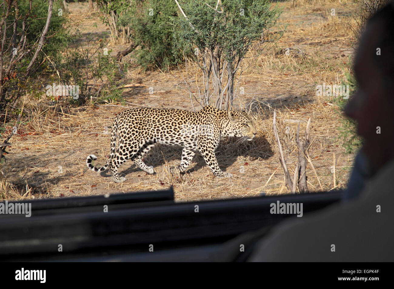 Safari vehicle hi-res stock photography and images - Alamy
