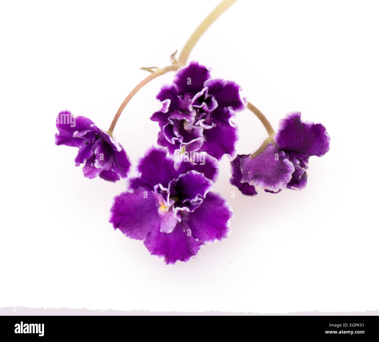 violet flower isolated on white background Stock Photo - Alamy