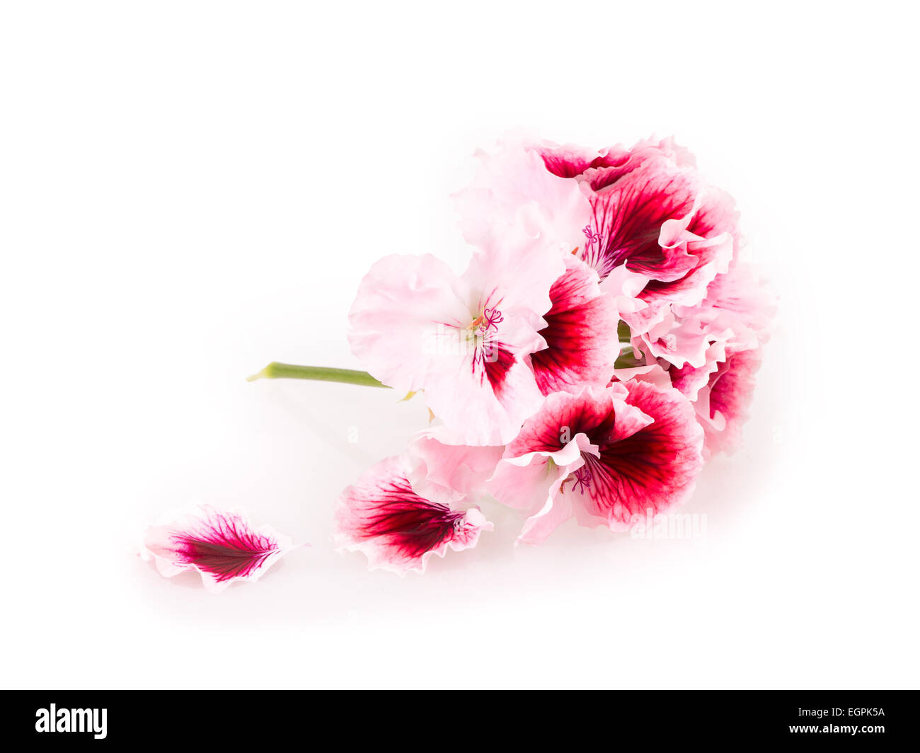 geranium flower isolated on white background Stock Photo - Alamy
