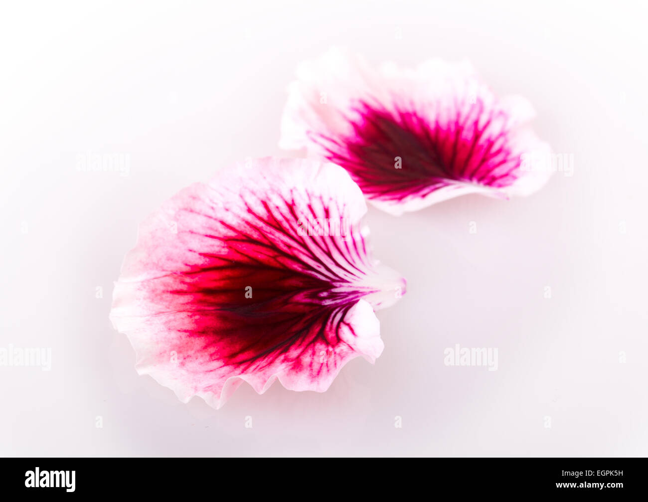 geranium flower isolated on white background Stock Photo - Alamy