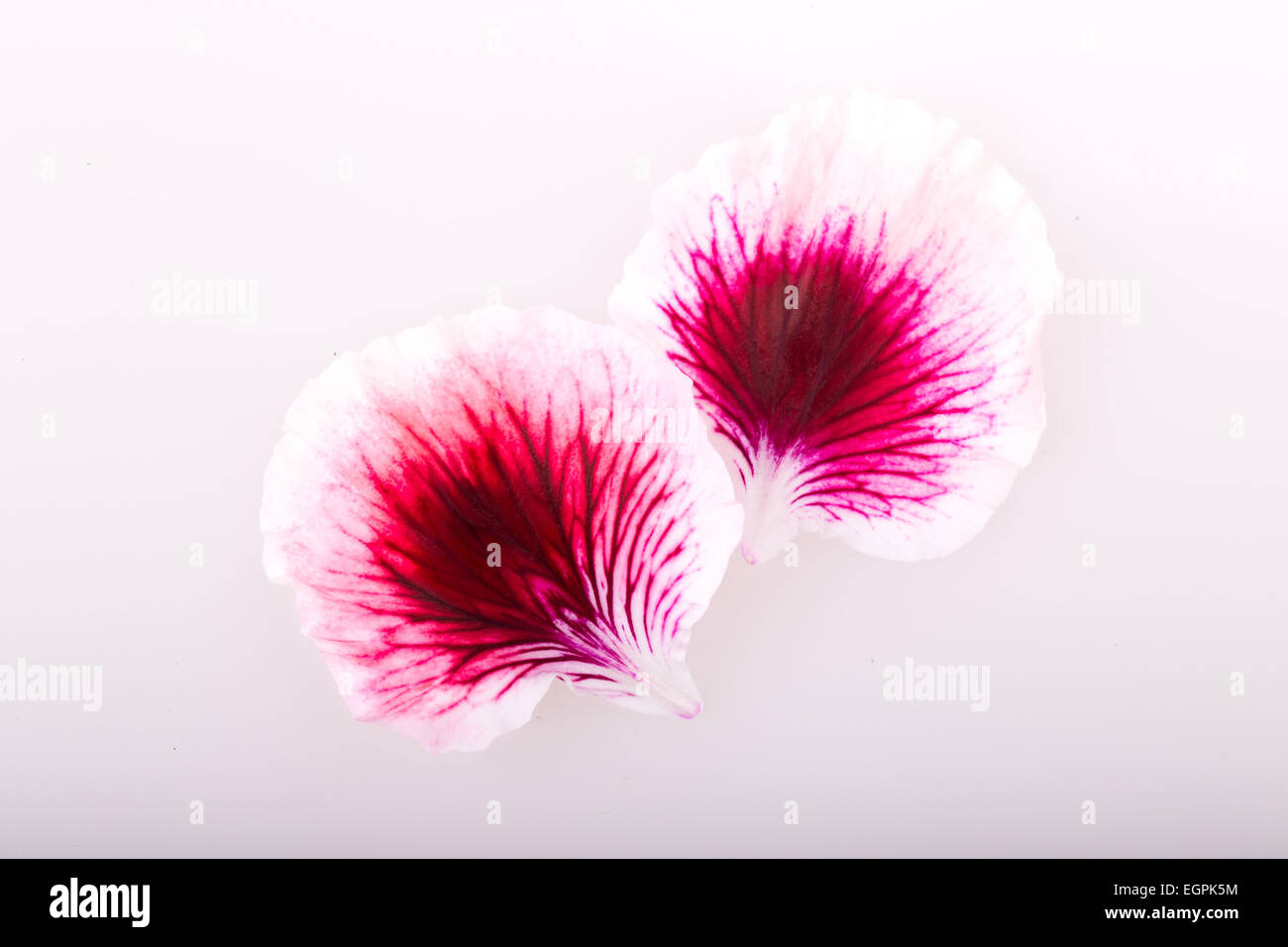 geranium flower isolated on white background Stock Photo - Alamy