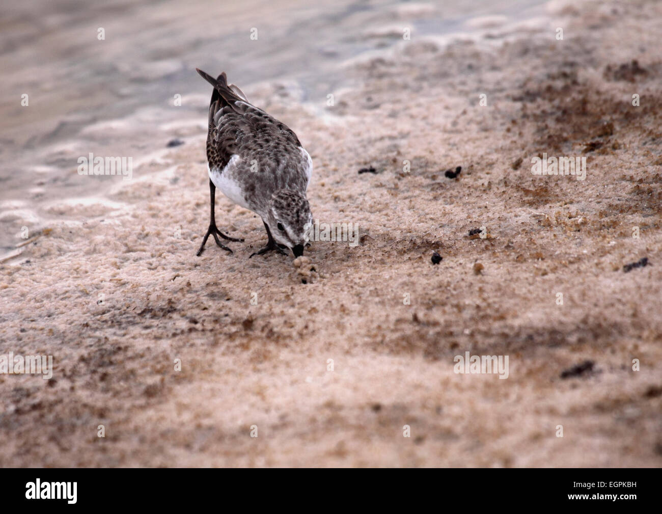 Probing bill hi-res stock photography and images - Alamy