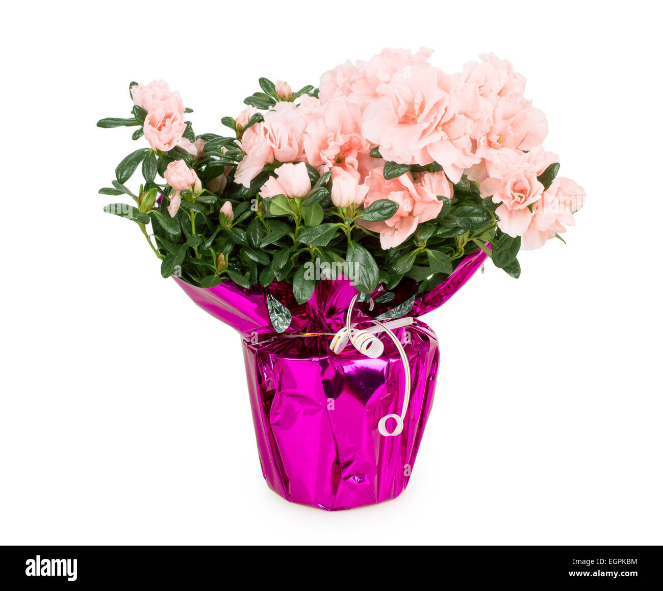 azaleas, pot isolated on white background Stock Photo - Alamy