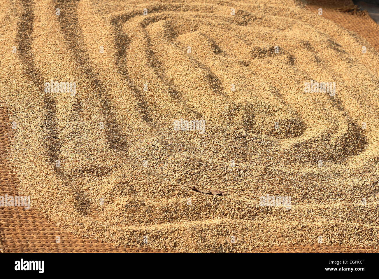 Drying out rice hi-res stock photography and images - Alamy