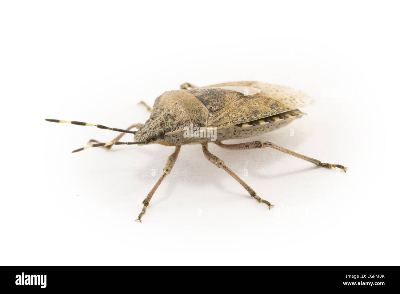bug isolated isolated on white background Stock Photo - Alamy