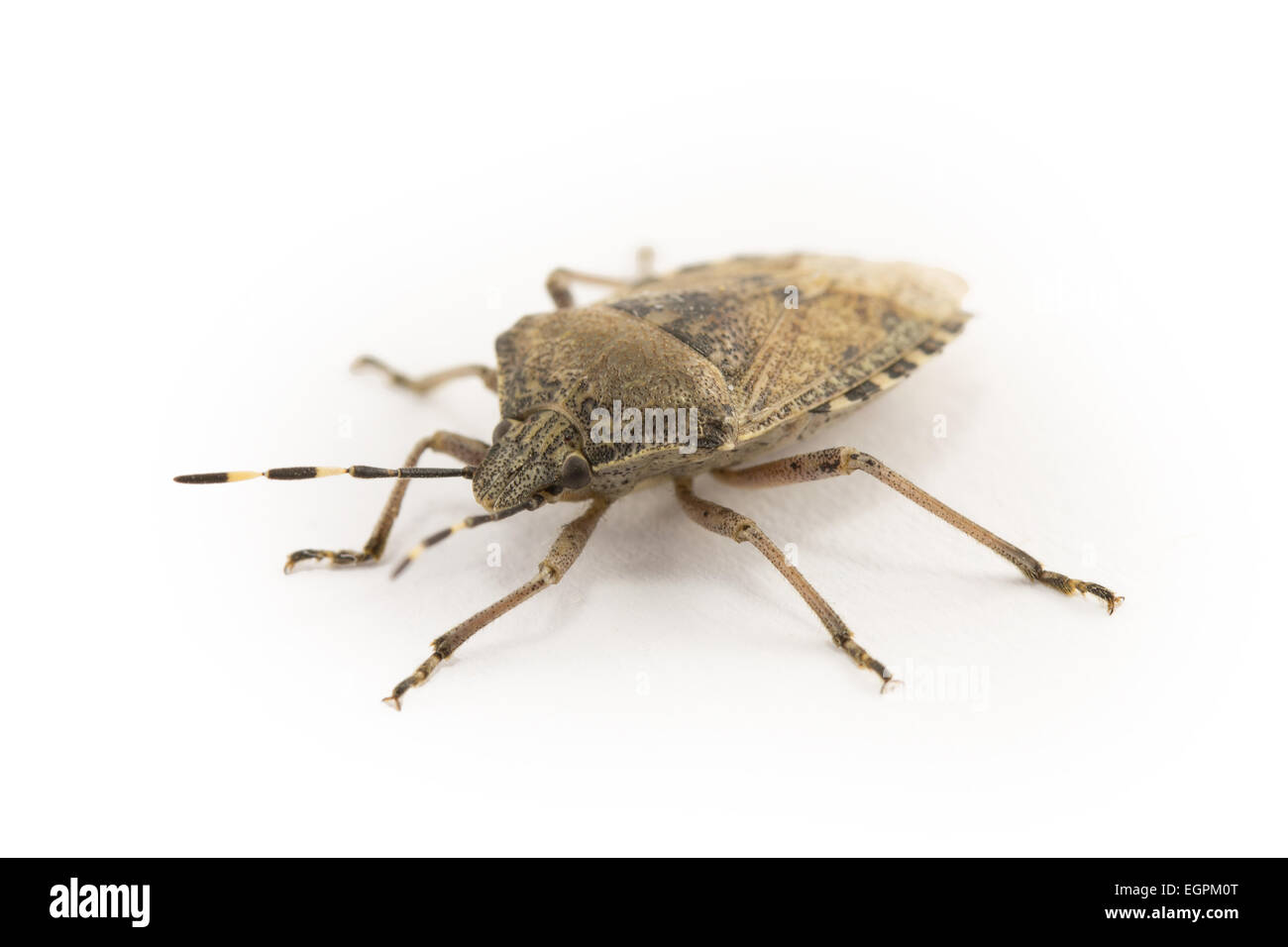 bug isolated isolated on white background Stock Photo - Alamy