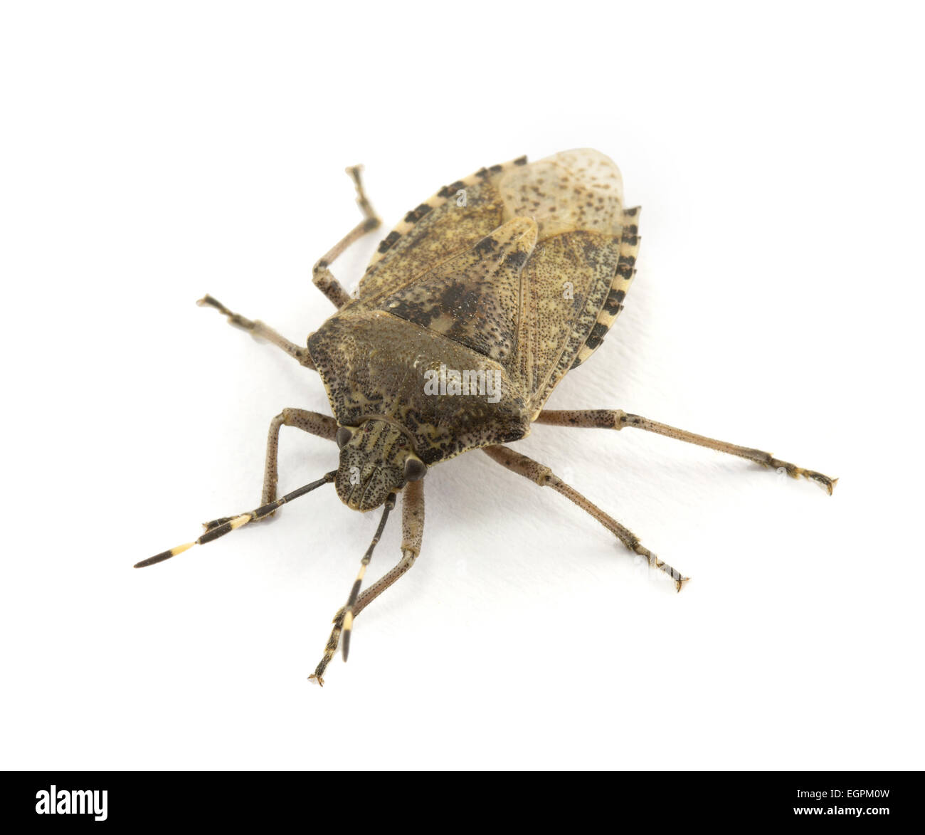 bug isolated isolated on white background Stock Photo - Alamy