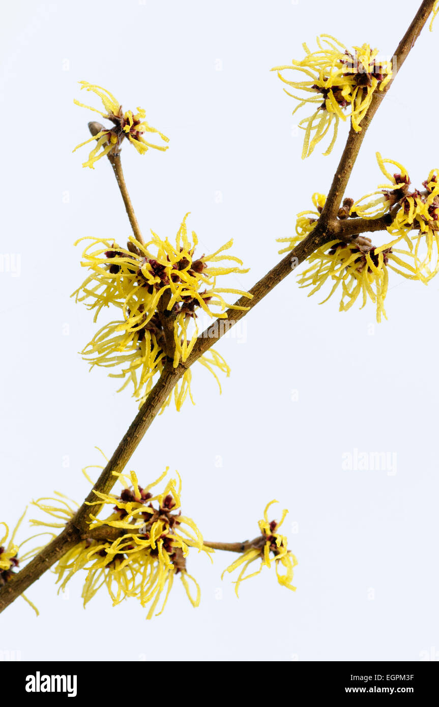 Witch hazel, Hamamelis x intermedia 'Pallida', A branch of shaggy long ...