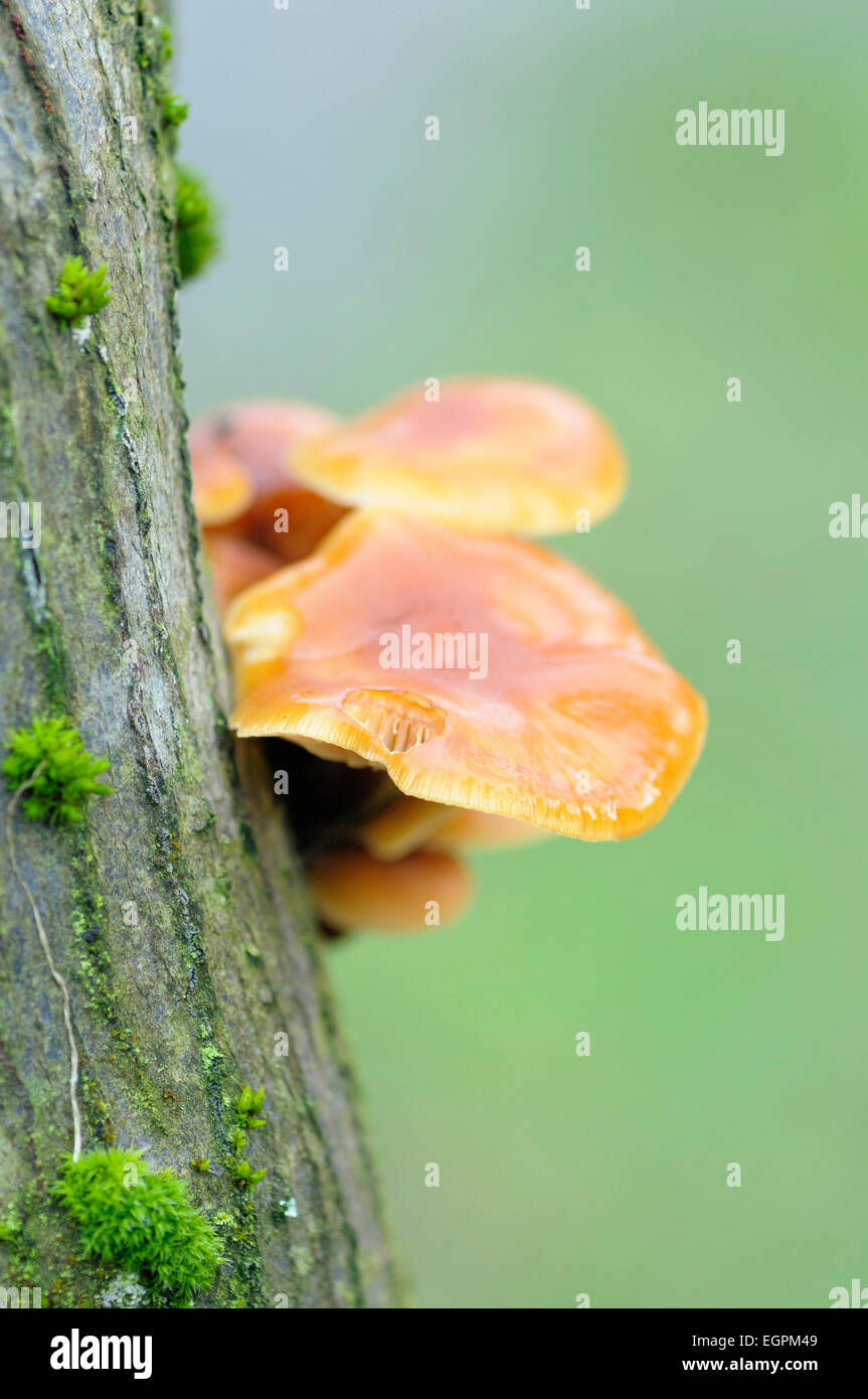 Orange mycena, Mycena leaiana growing out of an angled tree trunk with ...