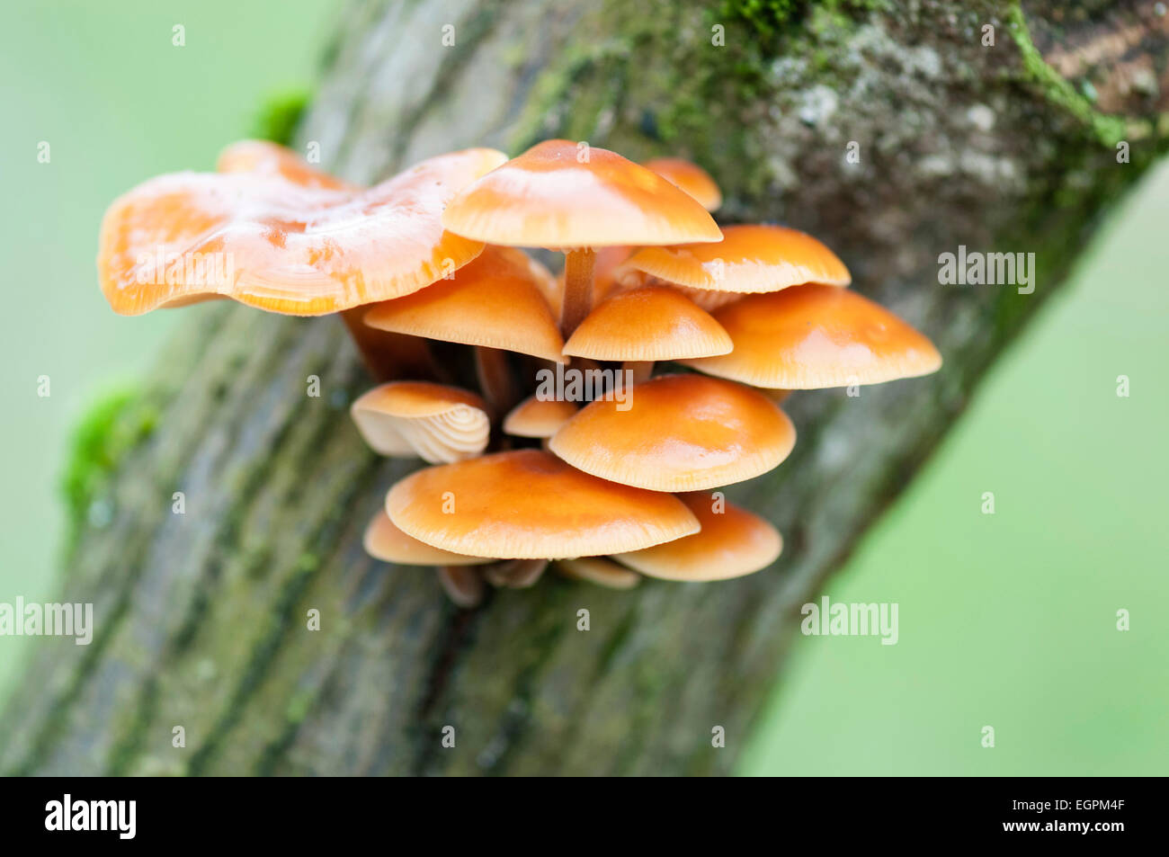 Orange mycena, Mycena leaiana growing out of an angled tree trunk with ...