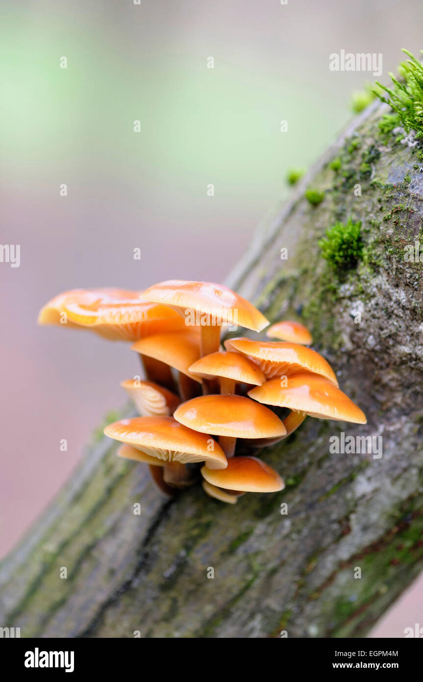 Orange mycena, Mycena leaiana growing out of an angled tree trunk with ...