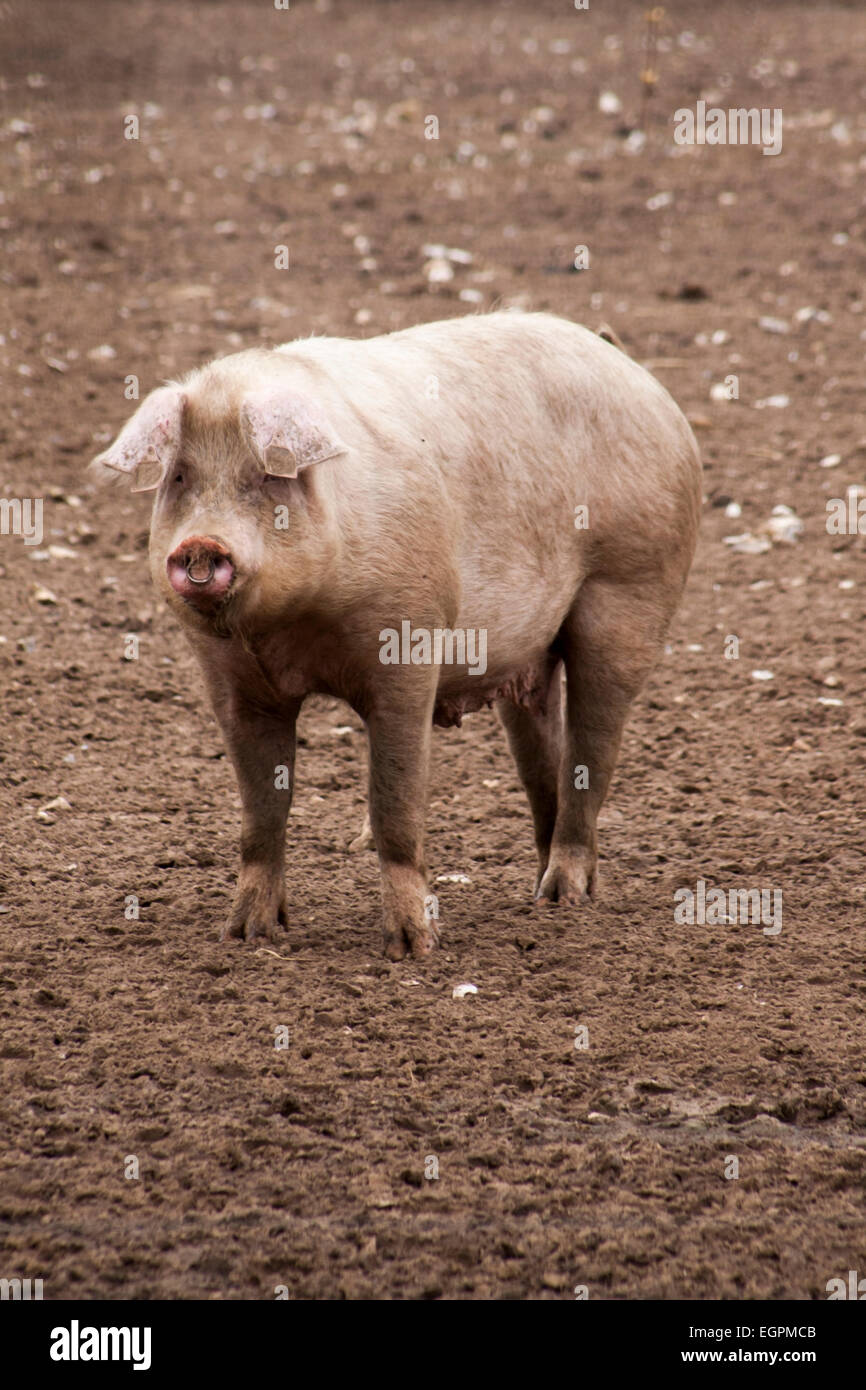 Pigs Ears Ringing at Benjamin Bomar blog