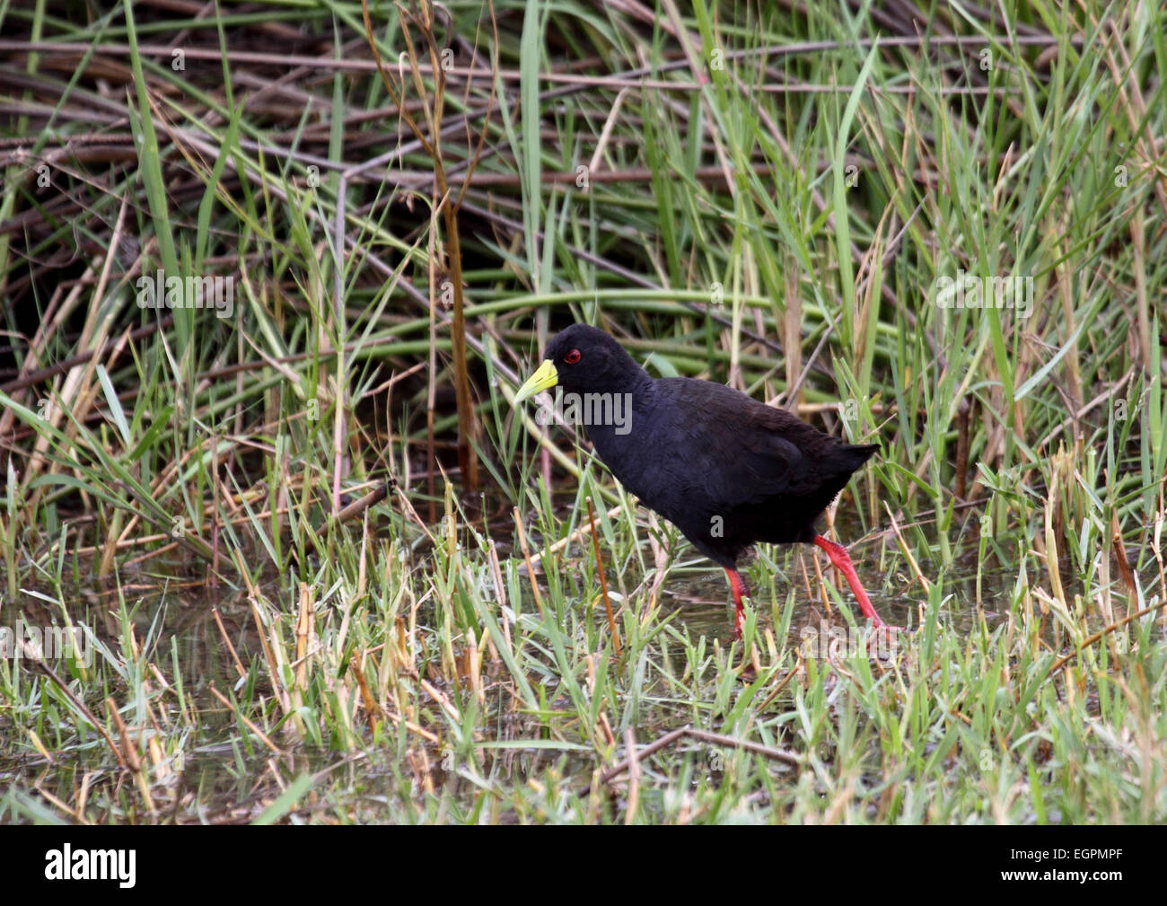 Marginal habitat hi-res stock photography and images - Alamy