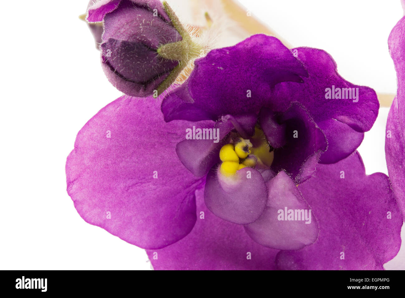 violet, flower isolated on white background Stock Photo - Alamy