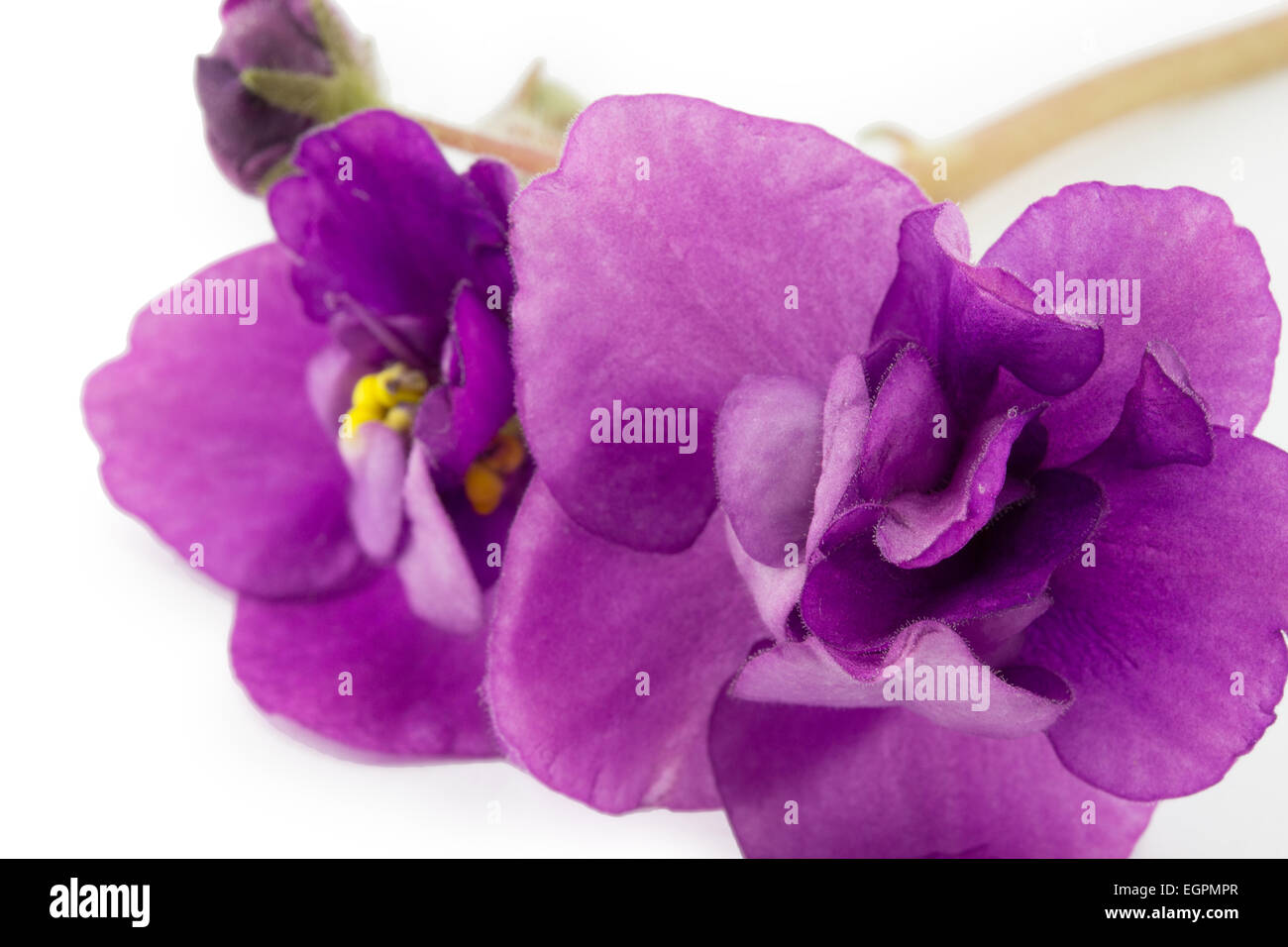 violet, flower isolated on white background Stock Photo - Alamy