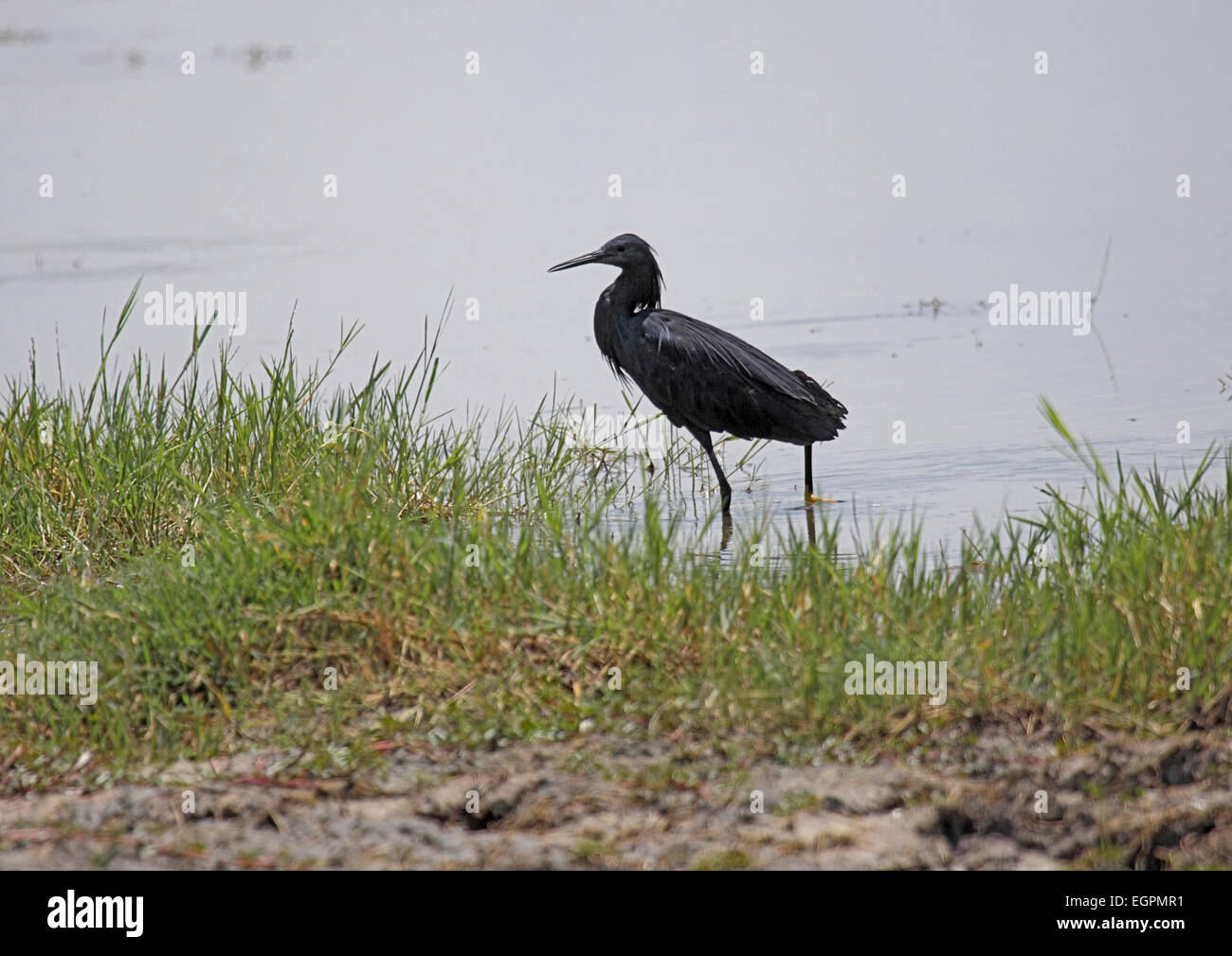 Black Egret