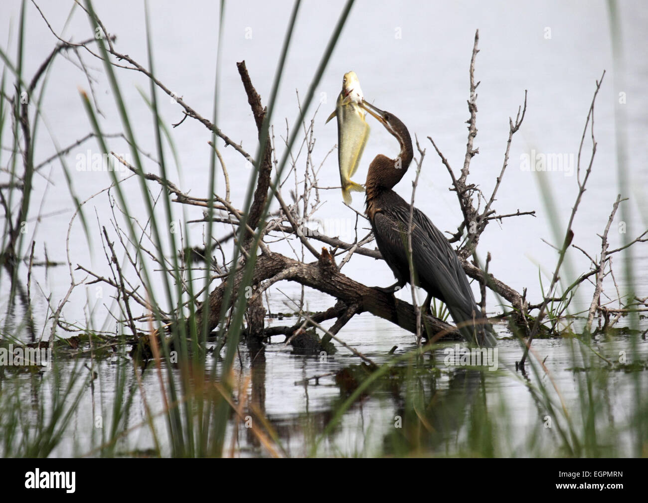 African darter attempting to dislodge fish which it has just speared ...