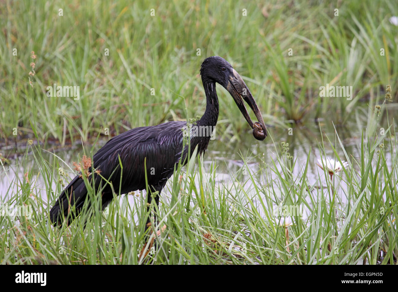 African openbills hi-res stock photography and images - Alamy