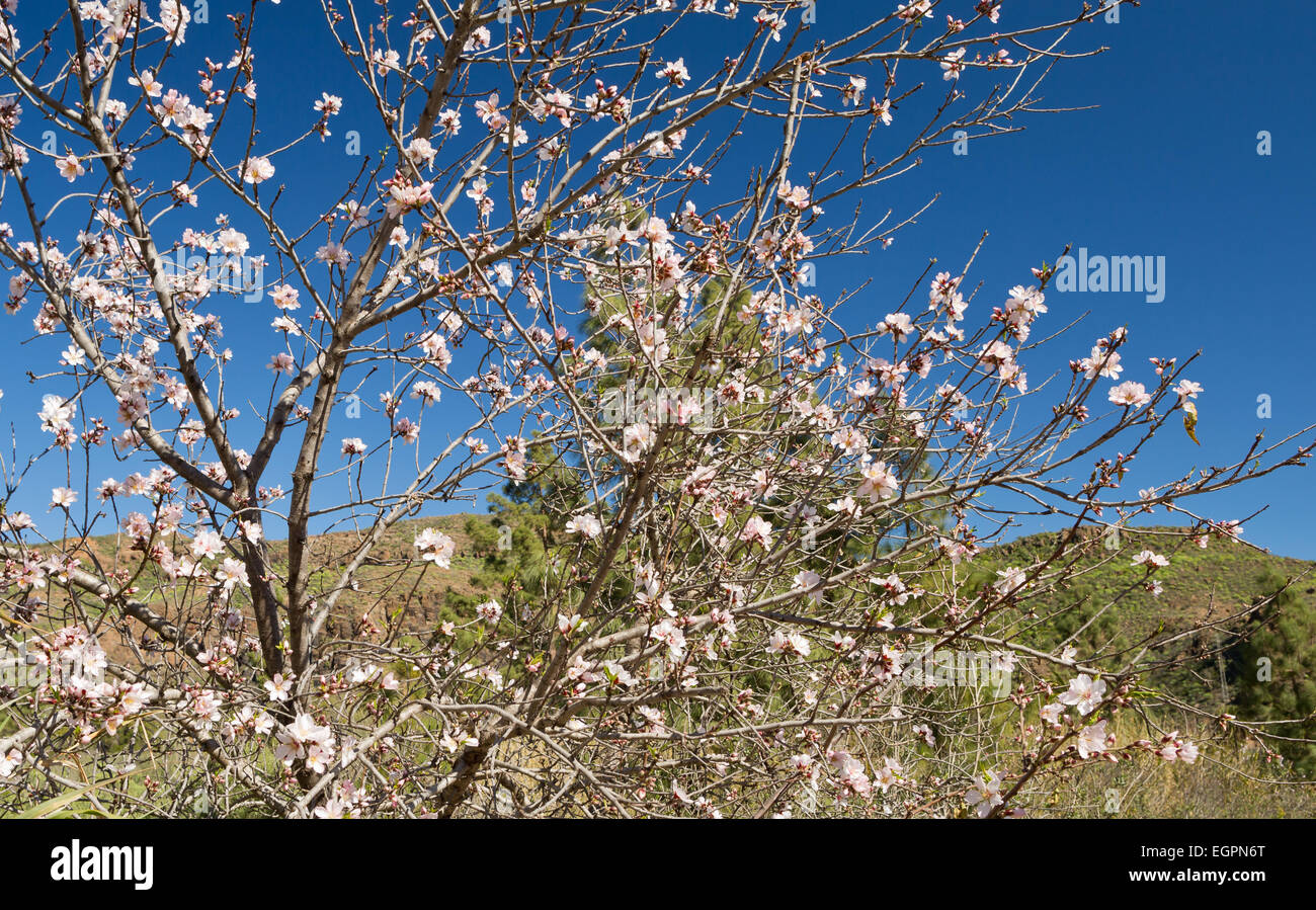 Gran Canaria - Flowering almond tree - Canary Islands, Spain, Europe ...