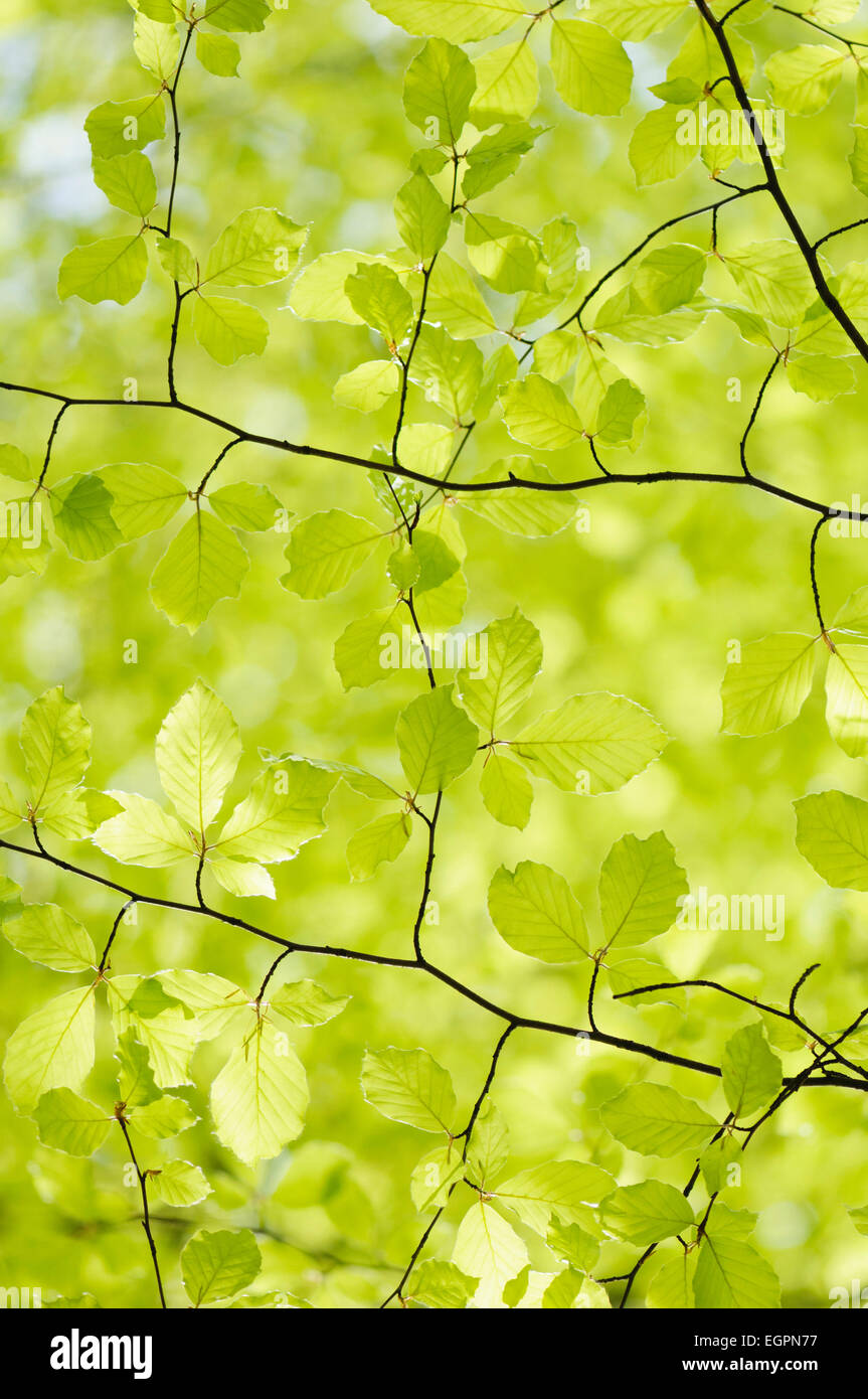 Beech, Fagus sylvatica, View looking up underneath twigs with bright ...