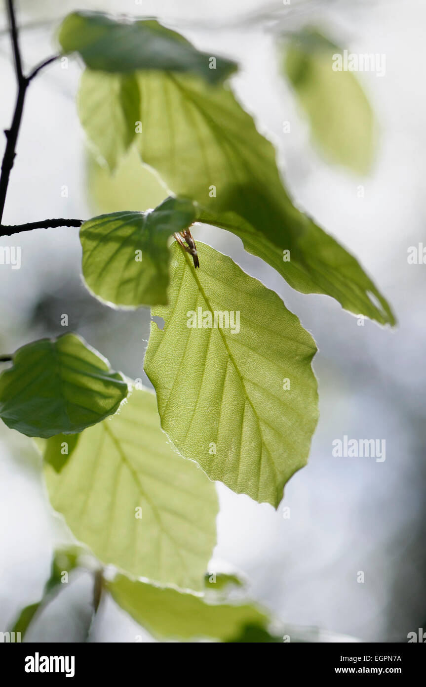 Beech, Fagus sylvatica, Side view of small twig with soft spring leaves ...