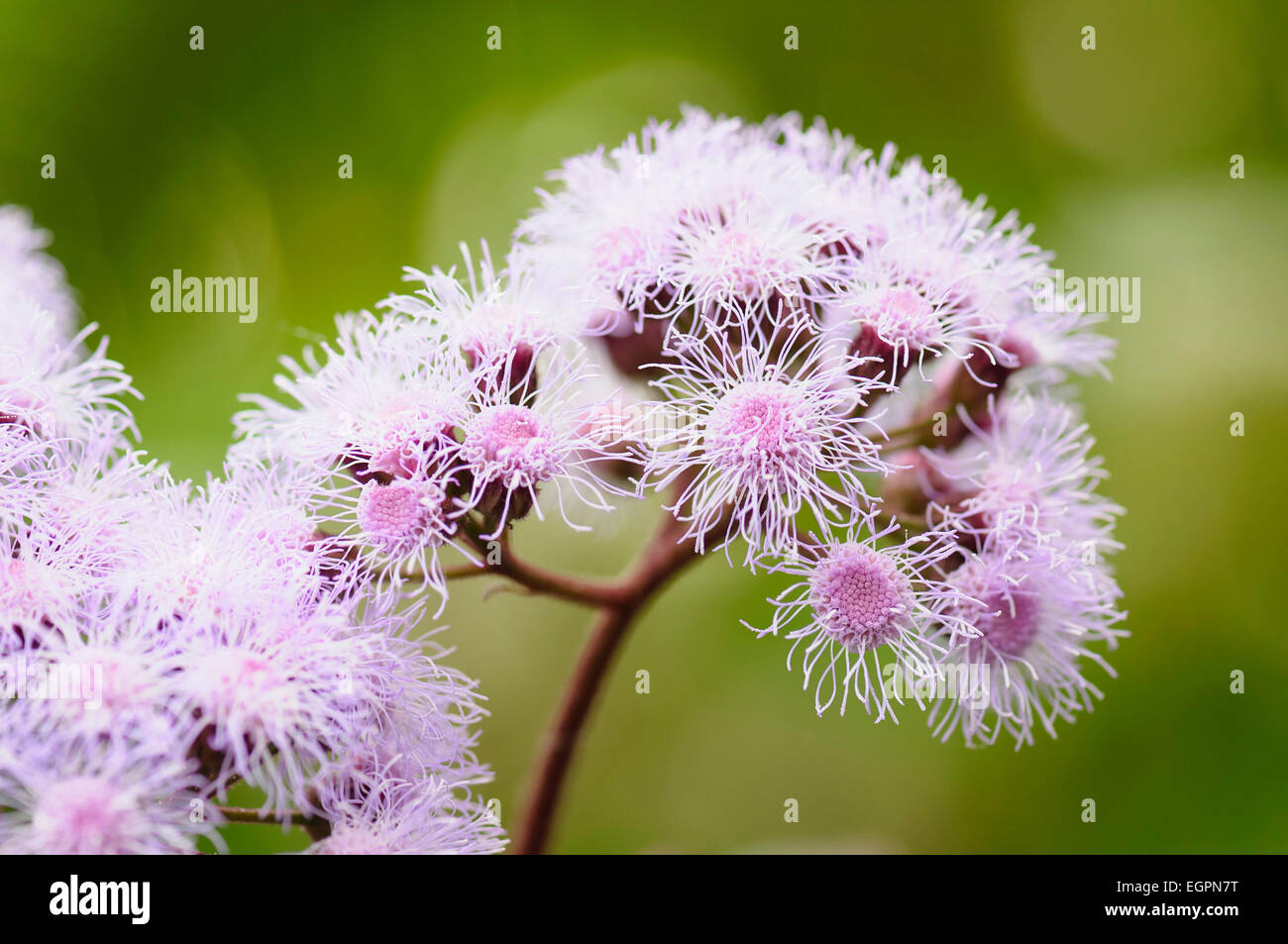 Purple mist flower, Eupatorium megalophyllum, Panicle of fluffy spidery ...