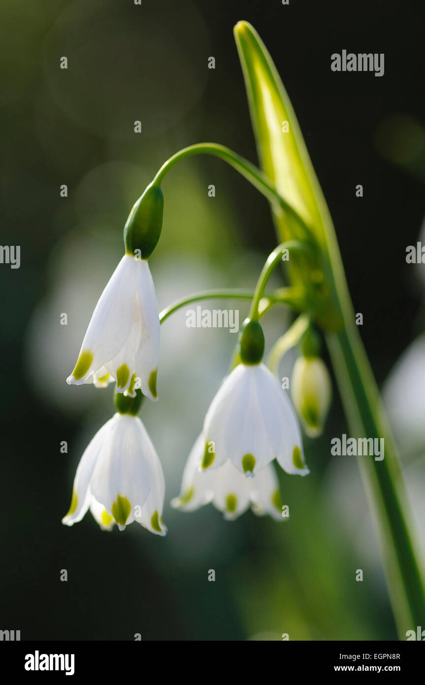 Summer snowflake, Leucojum aestivum, Side view of cluster of white ...