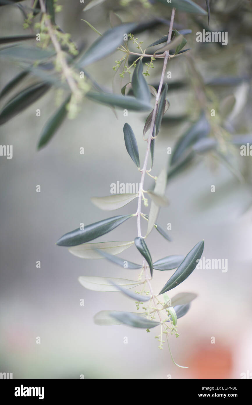 Olive branch hi-res stock photography and images - Alamy