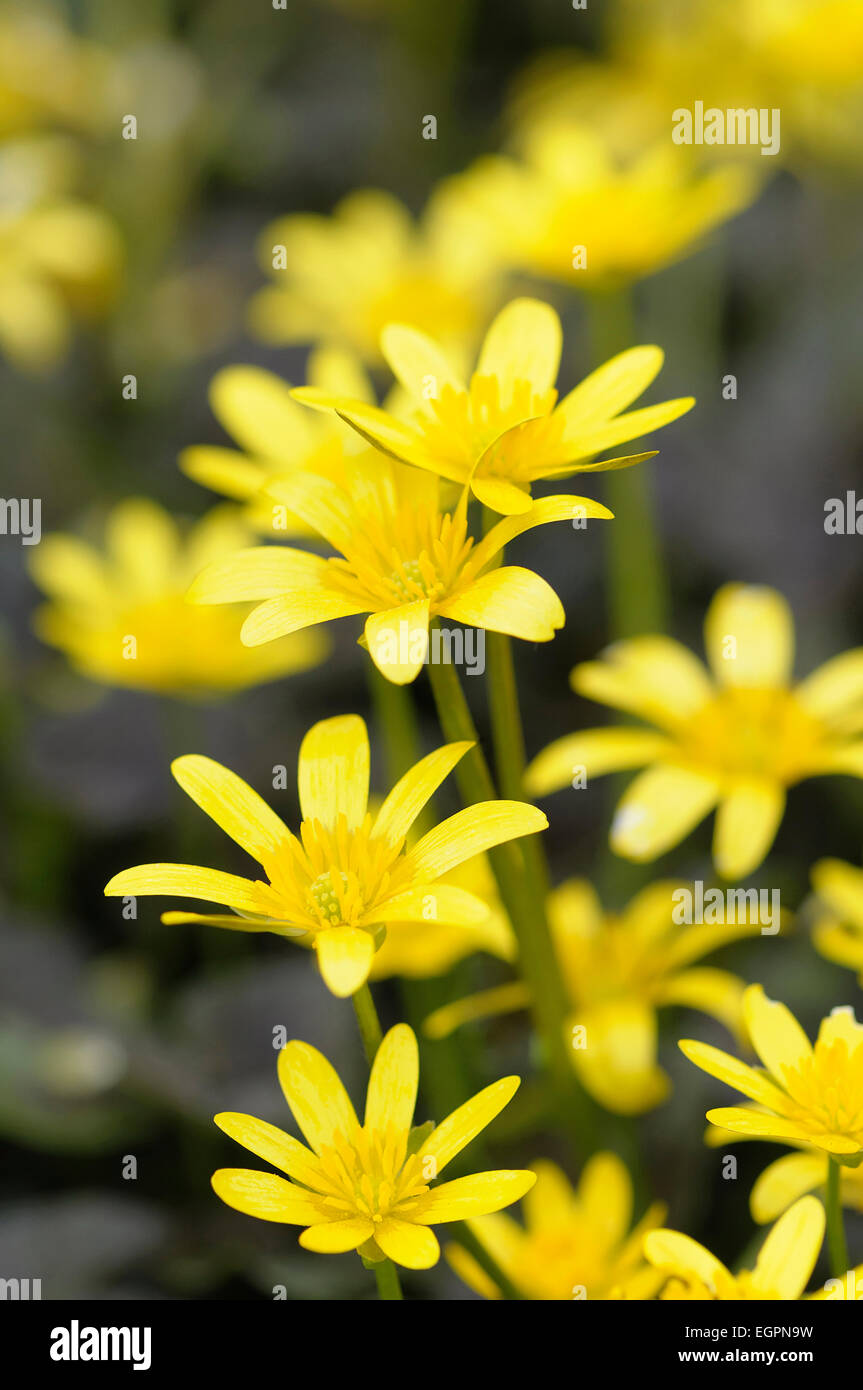 Brazen hussy hi-res stock photography and images - Alamy