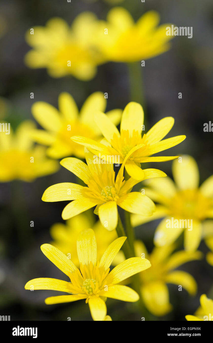 Lesser celandine, Ranunculus ficaria 'Brazen Hussy', Several open daisy ...
